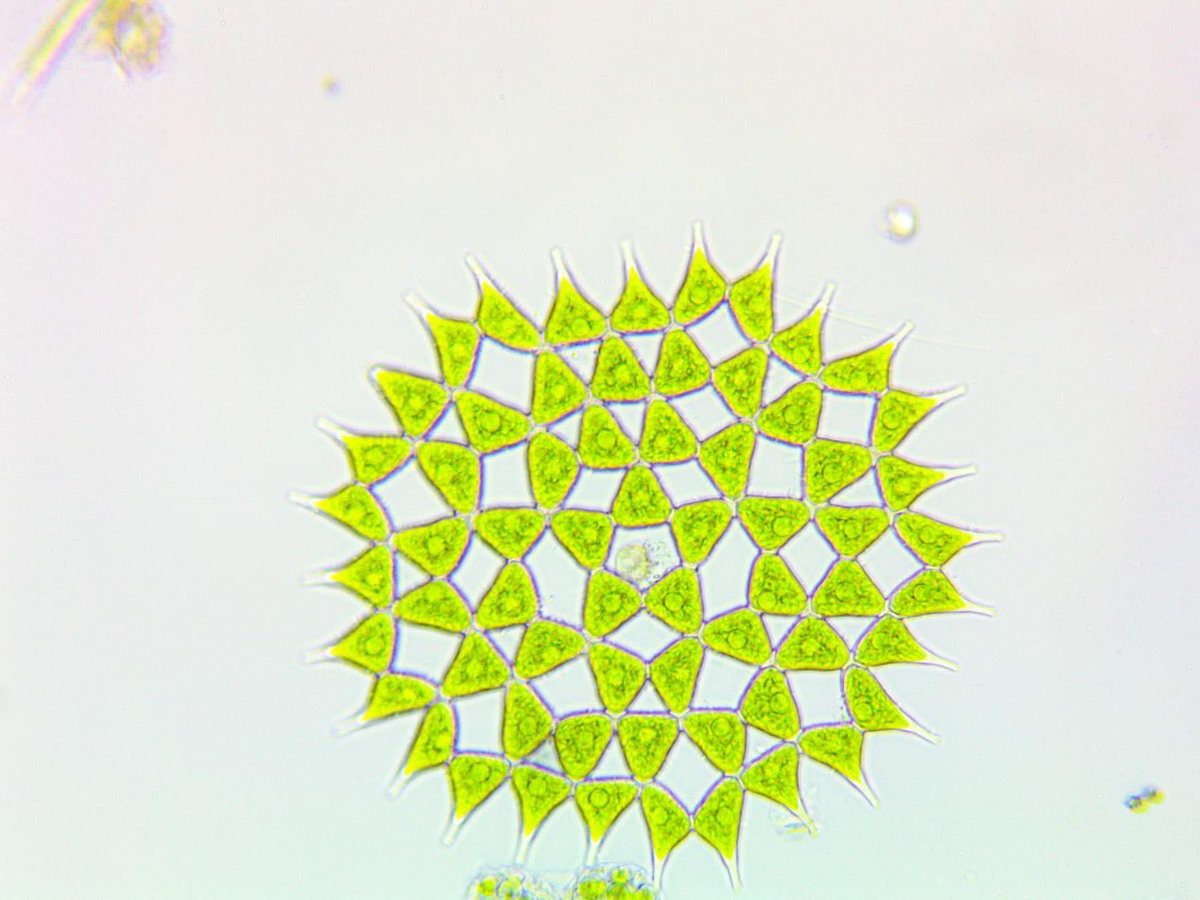 Pediastrum simplex - Das deutschsprachige Mikroskopie-Forum