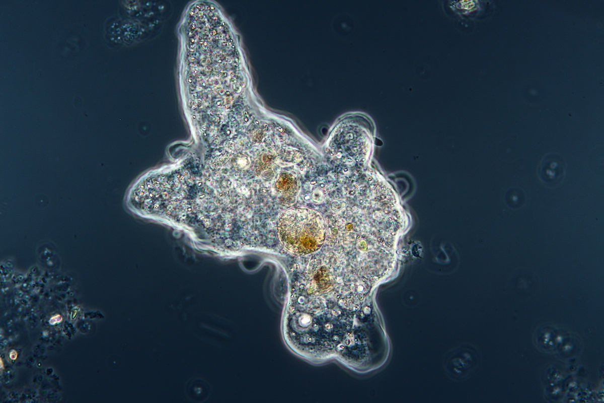 Amöbe - Galerie - Das deutschsprachige Mikroskopie-Forum