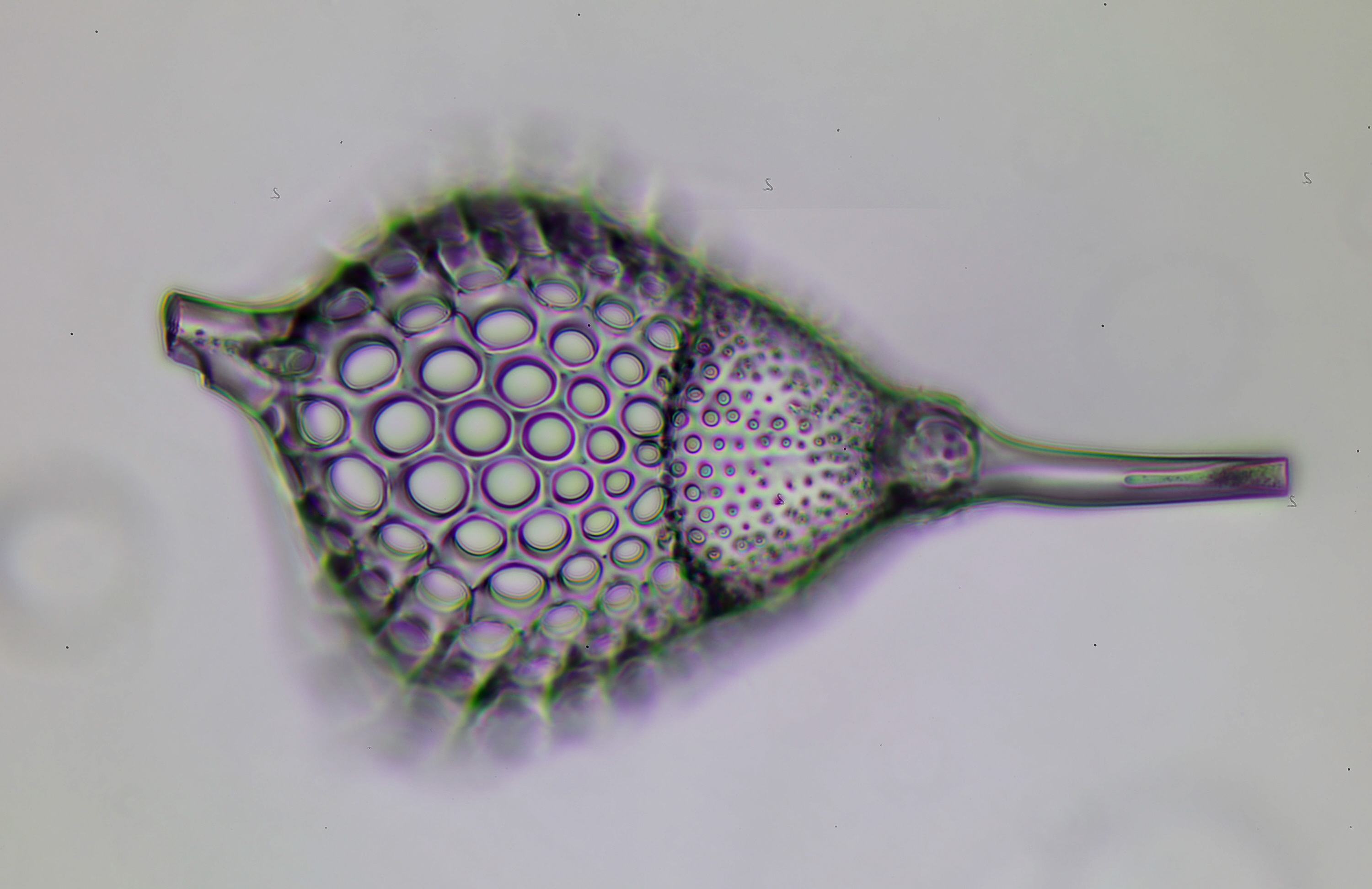 Radiolarie - Das deutschsprachige Mikroskopie-Forum